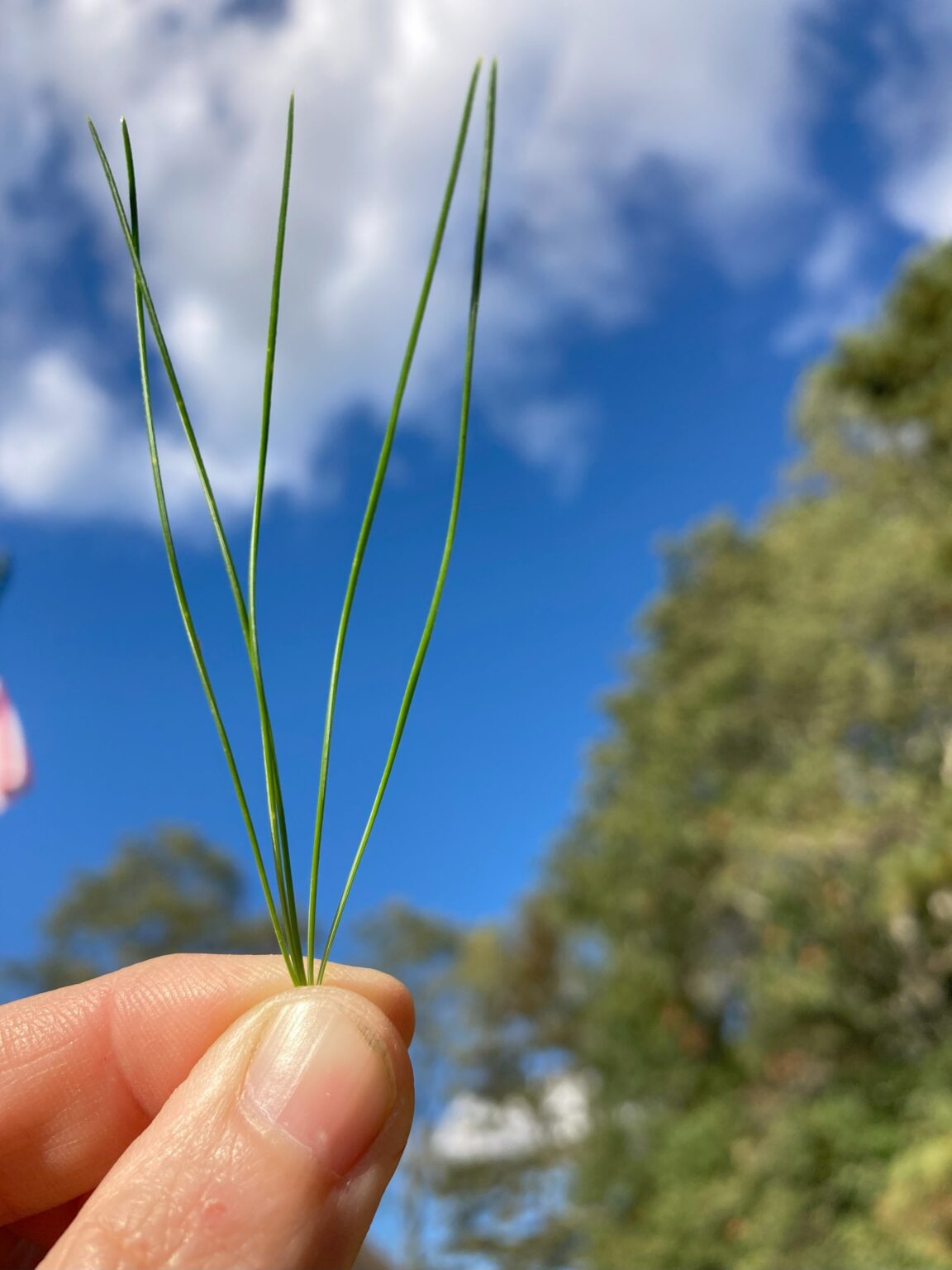 Plant Spotlight: White v. Pitch Pine – The 300 Committee Land Trust
