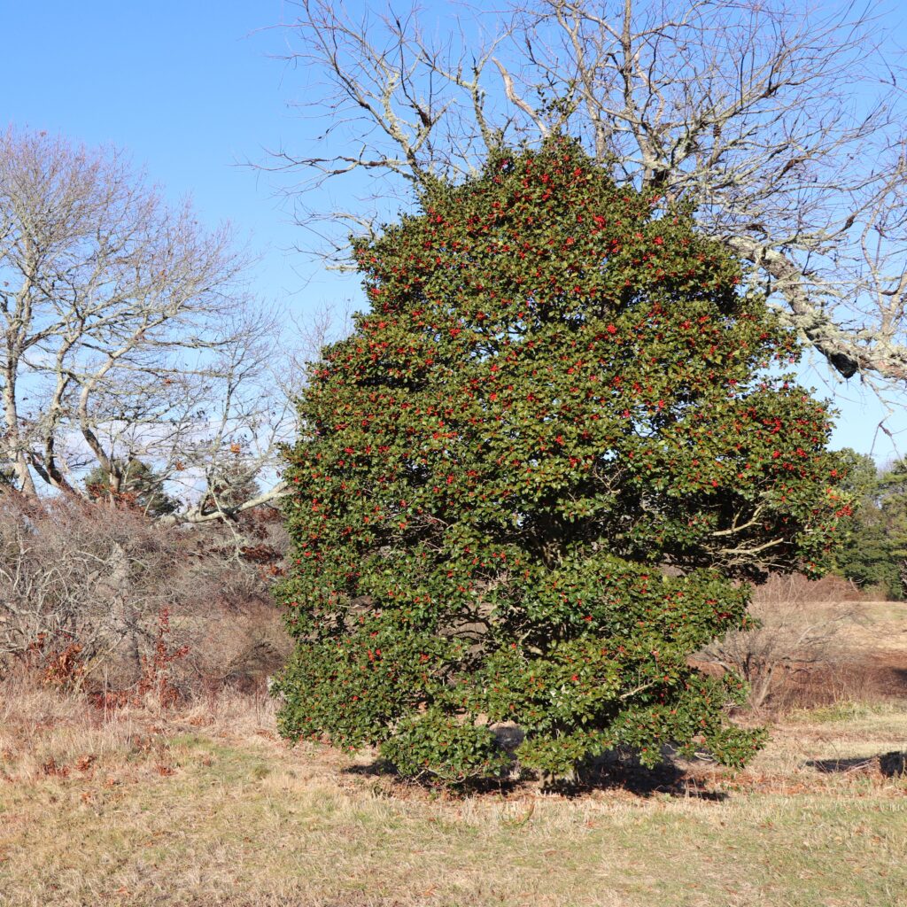 Plant Spotlight: American Holly – The 300 Committee Land Trust